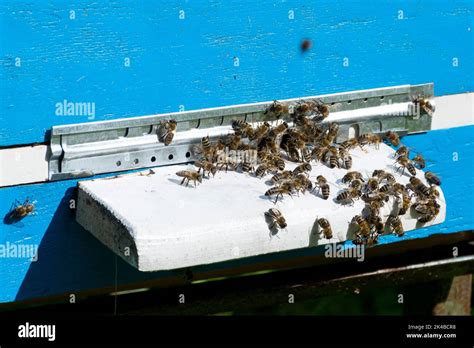 Bee Enters The Hive With The Protection Of The Entrance From Mice And