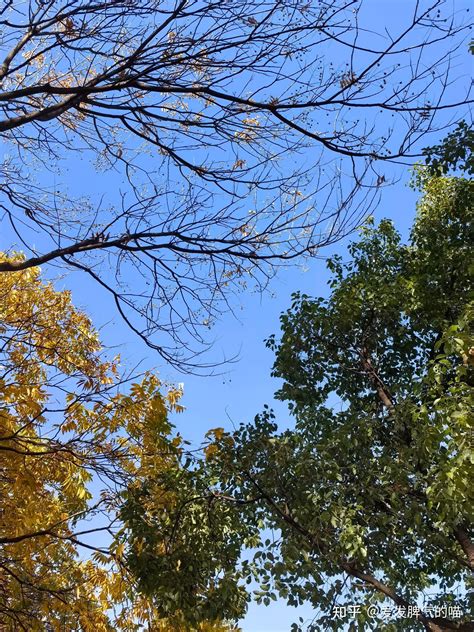 记录癌症晚期的日常（七）12月7日 知乎