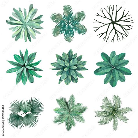 Architectural Plans Trees Bushes And Shrubs Top View For Landscape Design Plan Illustration
