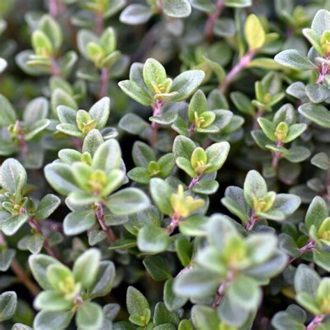 THYMUS CITRIODORUS LEMON Houtmeyers Plantencentrum En Boomkwekerij