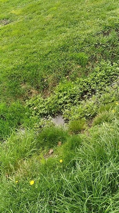 Свежие краски тихого ручейка Youtube