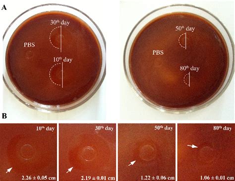 Figure 1 From Fabrication Of Antimicrobial Peptide Loaded Plga Chitosan Composite Microspheres