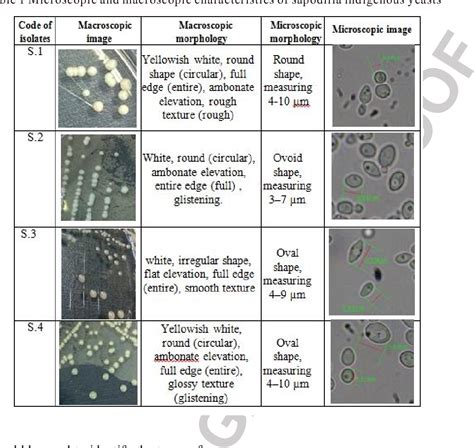 Table 1 From Antibacterial Activity Test Of Indigenous Yeast From