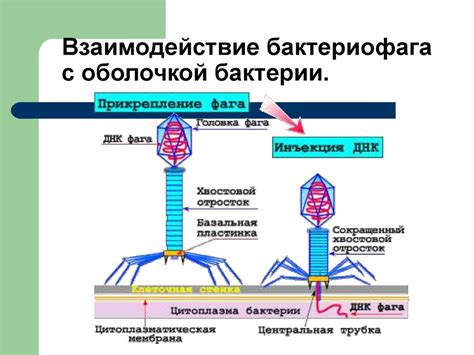Химиотерапевтические препараты. Антибиотики. Бактериофаги - online ...