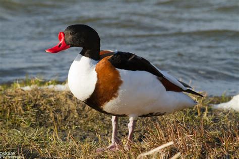 Getting Started With The Coral TPU Coprocessor On Windows 10 Marc