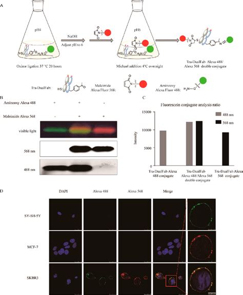 Construct Simple One Pot Successive Method For Double Conjugate Download Scientific Diagram