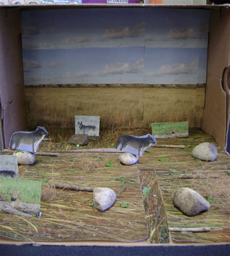 Gray Wolf Habitat Diorama