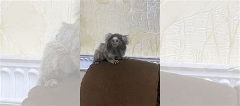 Обезьяна купить в Черкесске Животные и зоотовары Авито