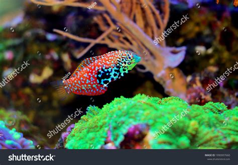 Splendid Leopard Wrasse
