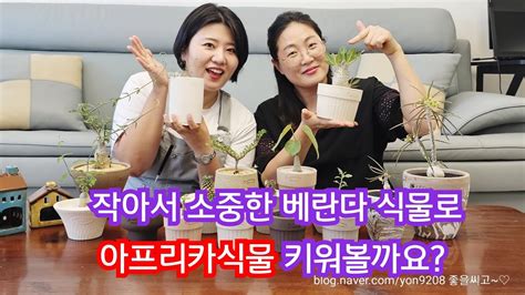 베란다 안에서 아프리카식물 키우기 아프리카 식물소개 키우는 방법 Youtube