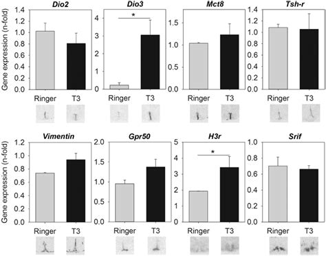 Gene Expression By In Situ Hybridization Of Dio2 Dio3 Mct8 Tsh R