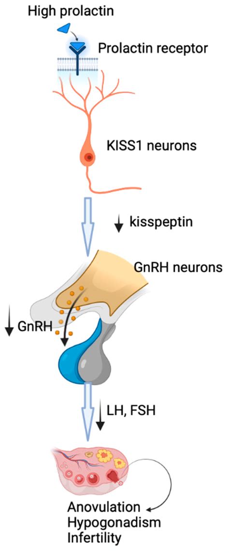 Prolactin Hormone Function