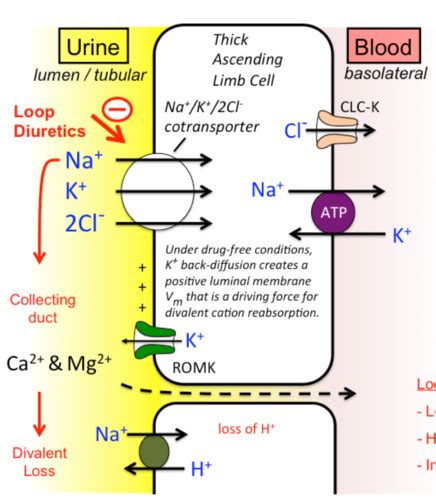 Diuretics Loop Diuretics Flashcards Quizlet