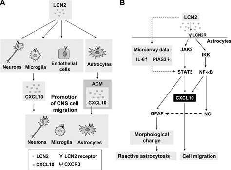 Schematic Diagram Depicting The Promotion Of Cns Cell Migration By Download Scientific Diagram