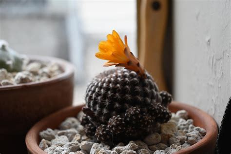 Shes A Show R Cactus