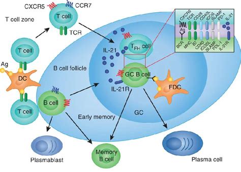 Figure 1 From Development And Characterization Of Cd4 T Cell Targeting