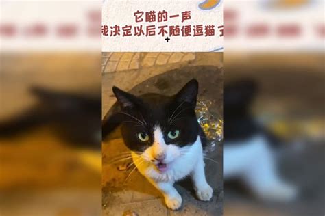 它喵的一声，我决定以后不随便逗猫了