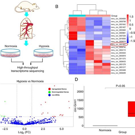 High Throughput Transcriptome Sequencing Showed That Circ Grm1 Is