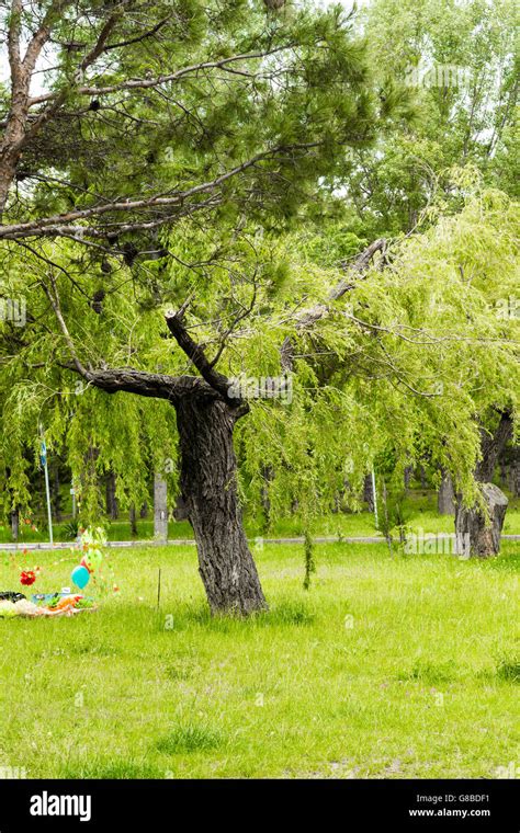 Spring Nature Beautiful Landscape Park With Green Grass And Trees