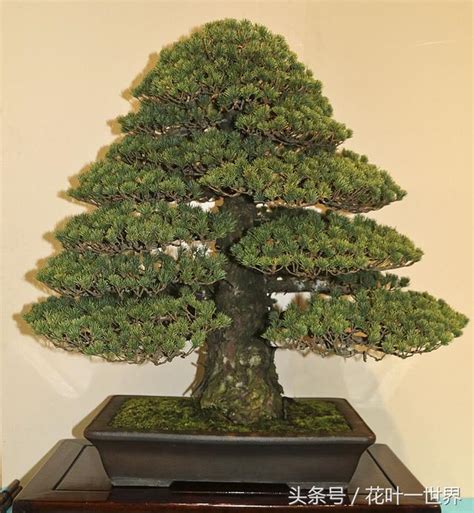 盆景：松樹皮粗如龍麟，葉細如馬鬃，喜柏樹松樹之氣概，歷寒不衰 每日頭條