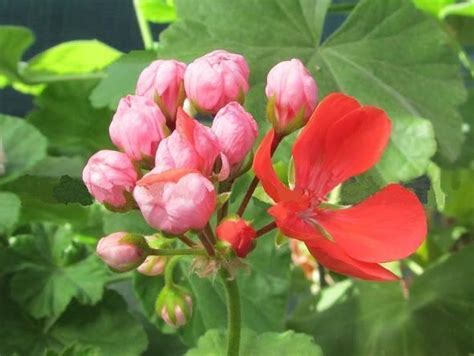 Тюльпановидные пеларгонии (Tulip-Flowered Pelargoniums) | Герань ...