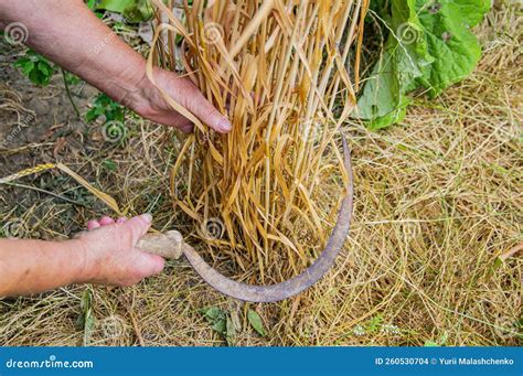 Harvesting Wheat By Hand