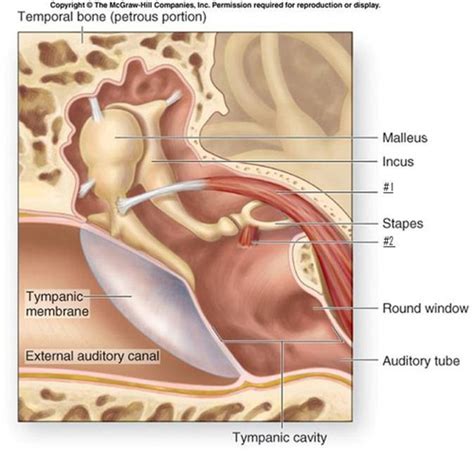 Pnb Tympanic Reflex Flashcards Quizlet
