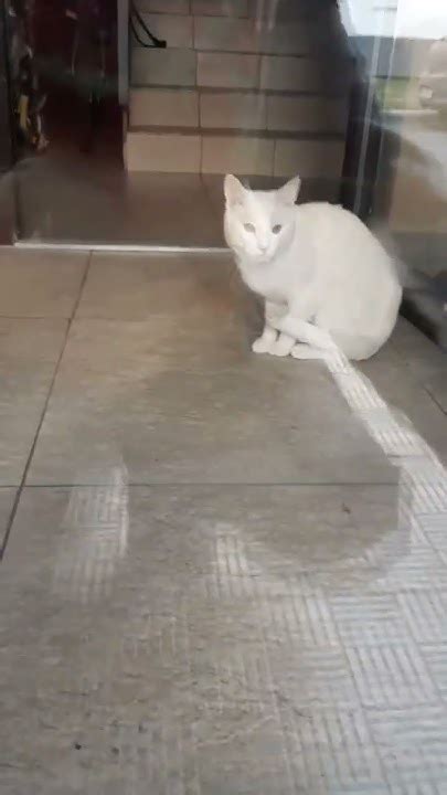 Котик сидит в подъезде👍😃🧡 Youtube