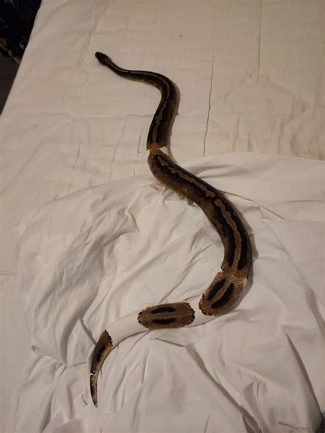 Python Reguis Piedald Albinos Terrarium 26200 Uncompagnon Fr