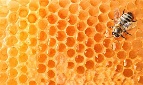 Por qué las abejas hacen las celdas de su panal en forma hexagonal