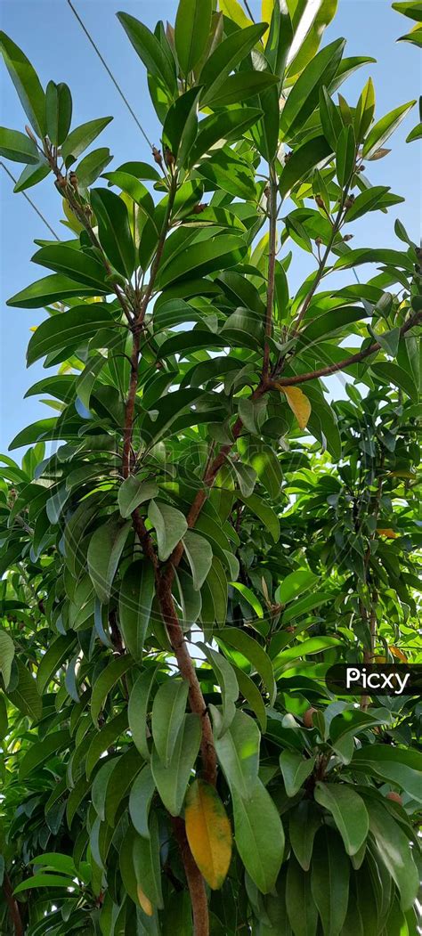 Image Of Chiku Leaf Jf468782 Picxy