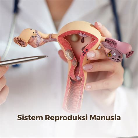 Eksplorasi Keajaiban Sistem Reproduksi Manusia DUNIA PENDIDIK