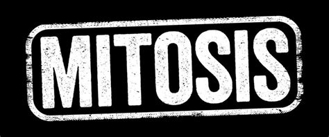 รูปภาพmetaphase เลือกดูภาพถ่ายสต็อก เวกเตอร์ และวิดีโอ977 Adobe Stock