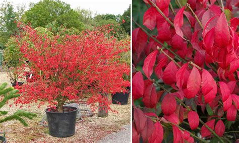 Euonymus Alatus Euonymus Alatus Compactus Boomkwekerij Hortus