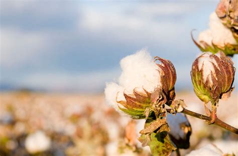 Organic Cotton Puredown