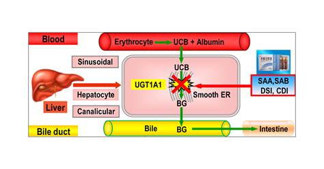 Inhibition Of Human Ugt1a1 Mediated Bilirubin Glucuronidation By