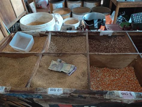 Untung Rugi Jagung Giling Untuk Pakan Ayam Beternak Ayam