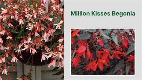 25 Types Of Begonia Flowers Identification With Name And Pictures