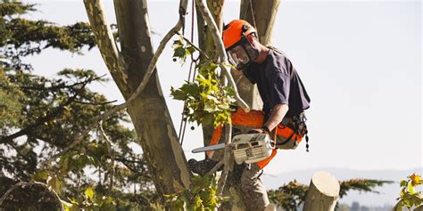 Tree Limb Removal Fuquay Varina NC Doss Tree Service