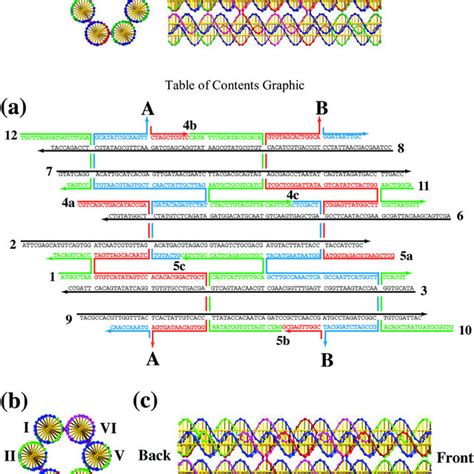 Schematic Drawings Of The Six Helix Bundle Motif A The Strand