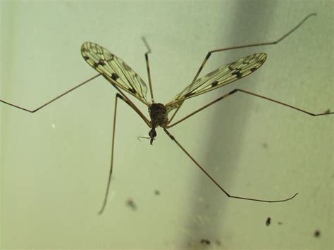Комары-долгоножки, или караморы (лат. Tipulidae) — семейство двукрылых ...