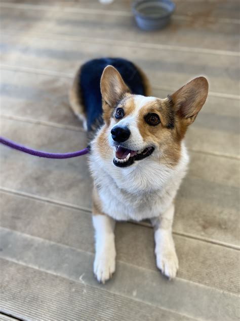 Lovable Lively Lilly Zoom Room Dog Training