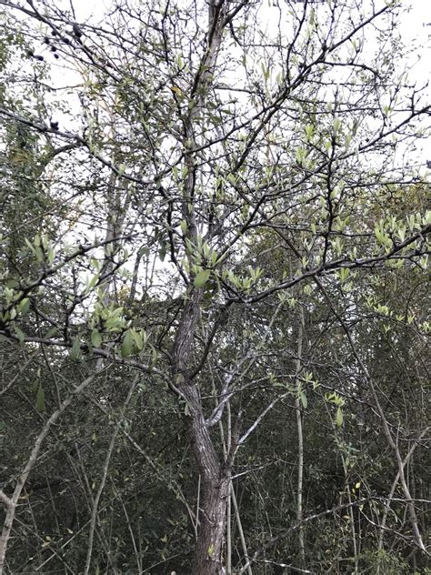 Gum Bully Search Native Plant Hub