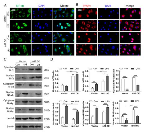 Nrf2 Overexpression In Vitro Promotes Pparγ But Inhibits Nf−κb Nuclear