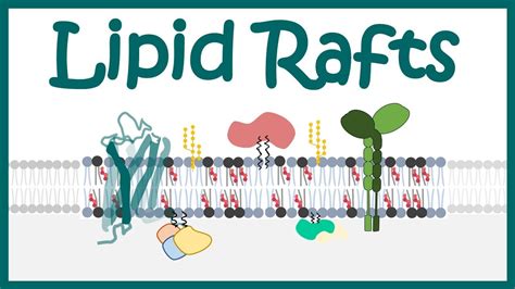 Lipid Rafts Function Of Lipid Rafts How Lipid Raft Modulated Cell