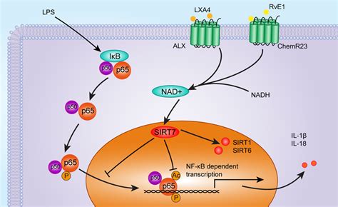 The Molecular Mechanism By Which The RvE1 And LXA4 Combination Resolves