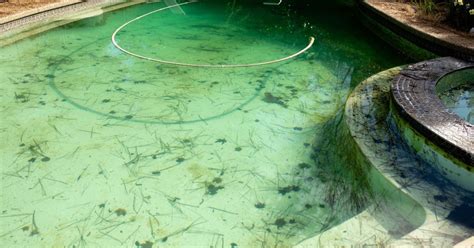 Ways To Get Rid Of Mustard Algae In Your Pool