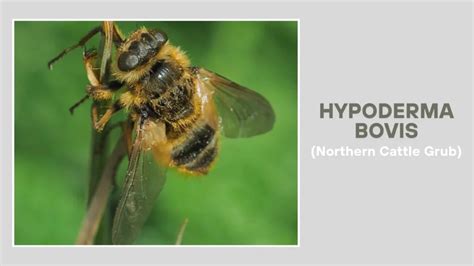 8 Types Of Botfly Bite Habitat Identification With Pictures