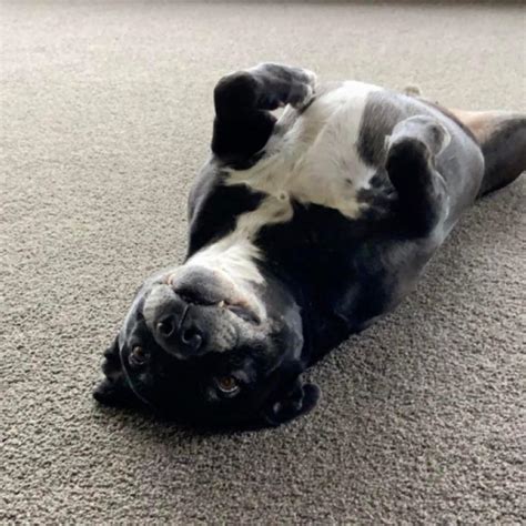 Padre Showing Off His Fangs Scrolller