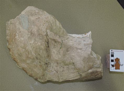 Fossil Friday Mastodon Jaw Fragment — Western Science Center